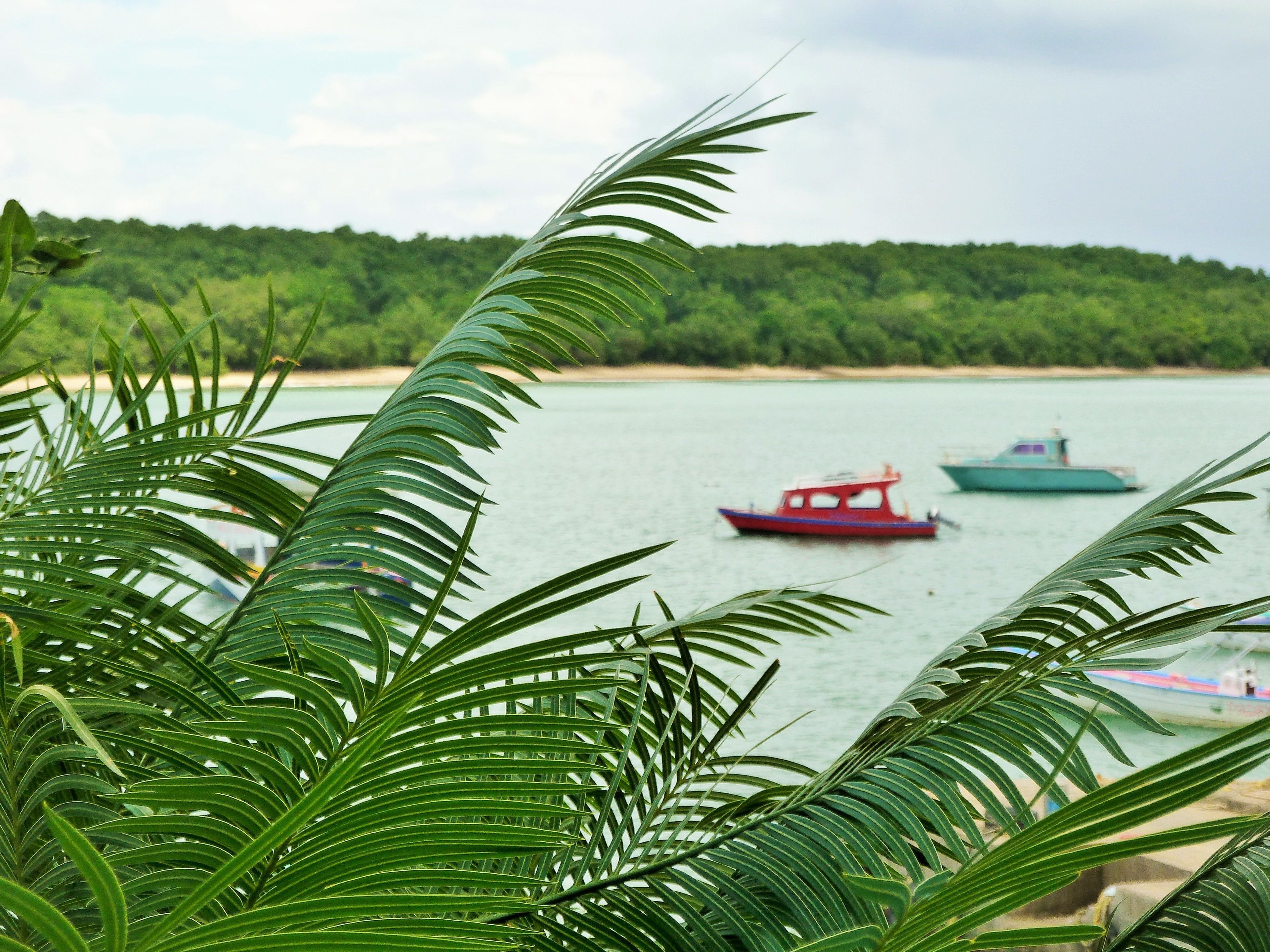 Uma praia com barcos e vegetação densa em primeiro plano.