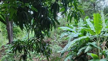 Uma ponte de pedra sobre um pequeno riacho, cercada por vegetação exuberante e um muro de pedra.