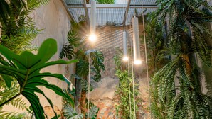 Um átrio interno com diversas plantas tropicais, uma parede de pedra e uma estrutura de teto em grade de metal.