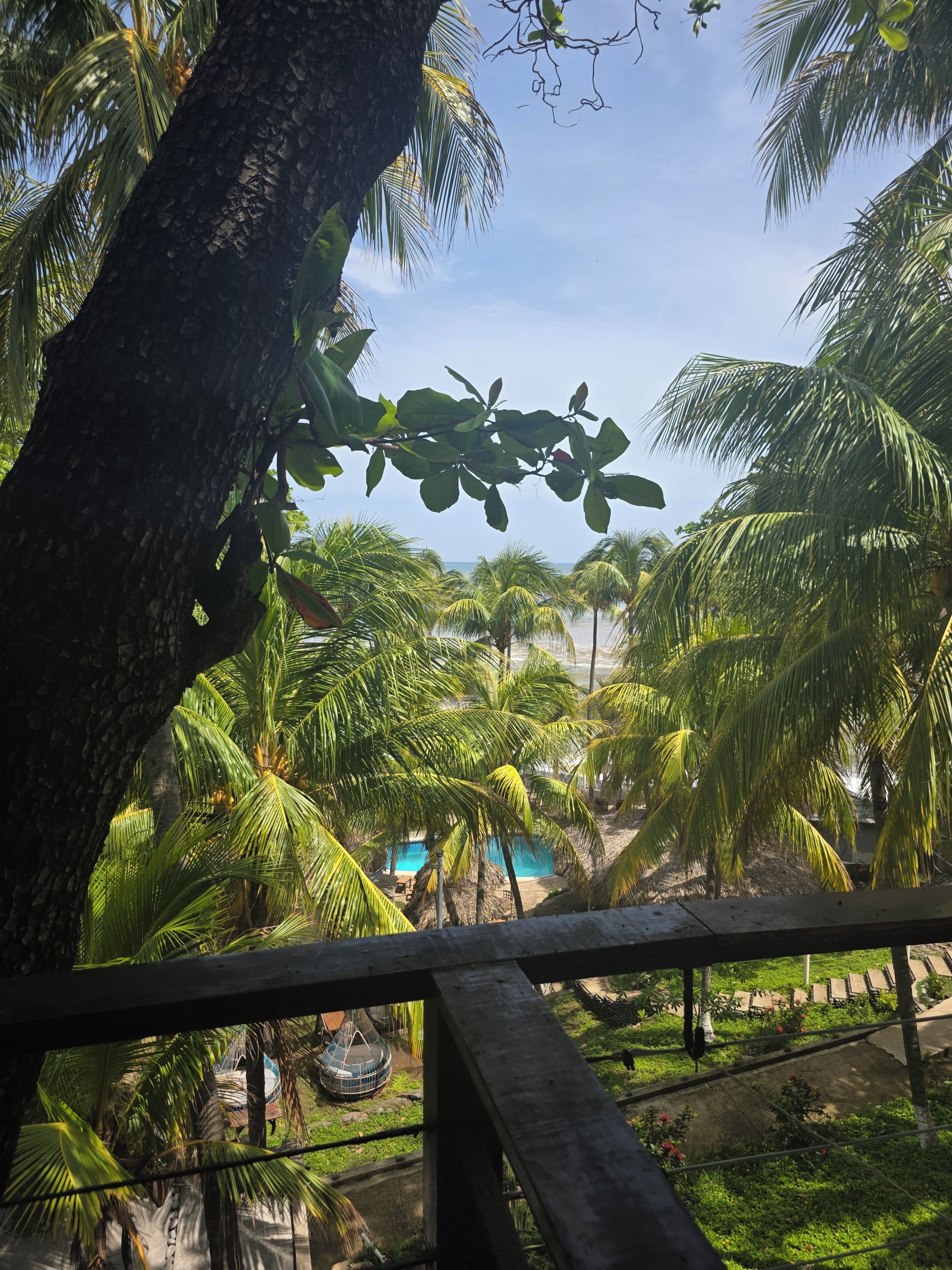Vista de uma piscina rodeada por palmeiras, com um guarda-corpo de madeira em primeiro plano.