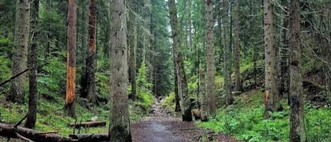 Trilha na floresta com um caminho lamacento e um pequeno riacho.