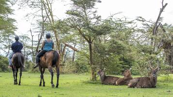 Paisagem natural com um cavalo, um cavaleiro e um grupo de antílopes em um campo gramado.
