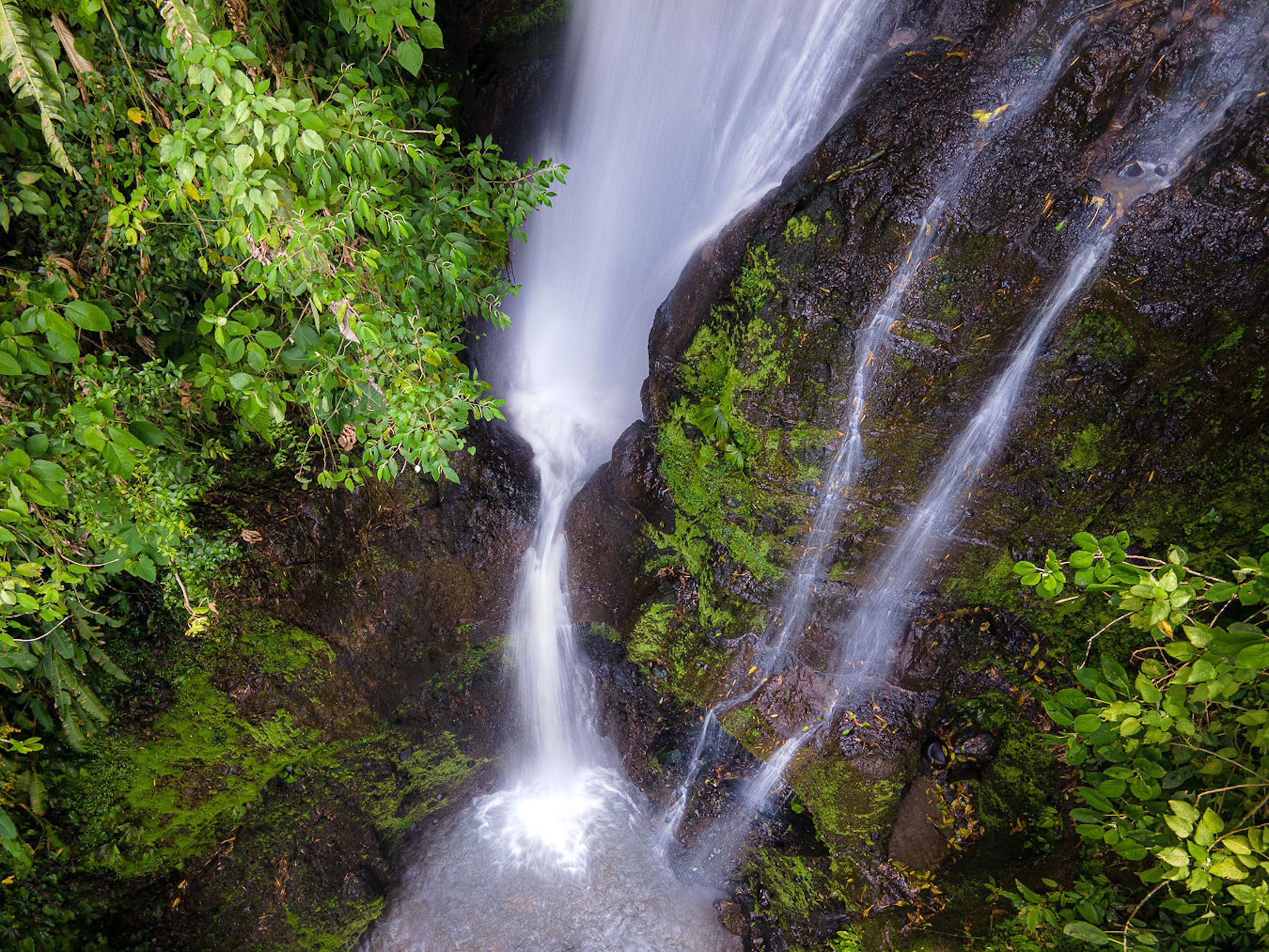 Uma cascata despencando sobre rochas cobertas de musgo, rodeada por folhagem verde densa.