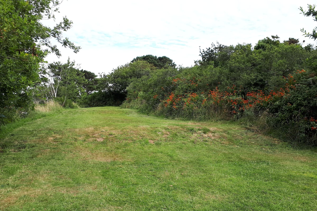 Um campo gramado com vegetação densa e árvores ao fundo.