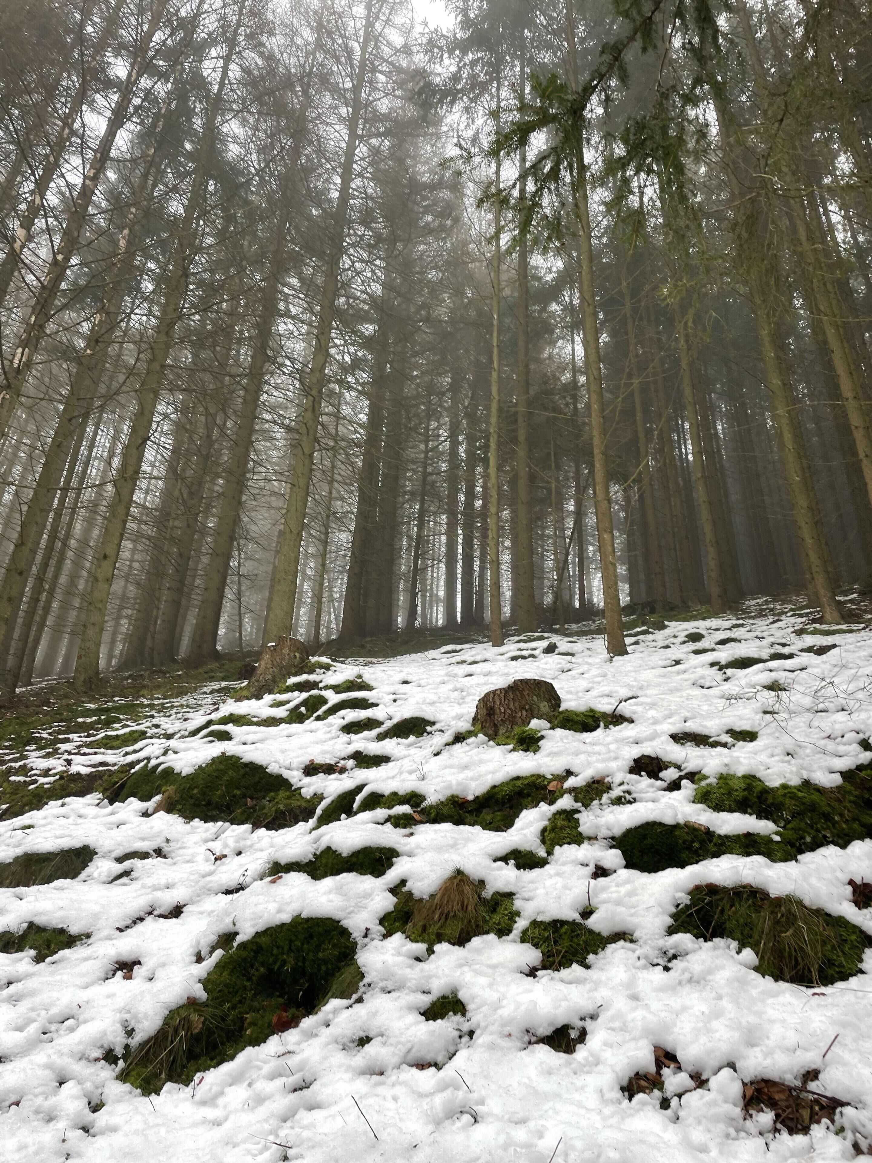 Uma floresta com árvores altas e chão coberto de neve.