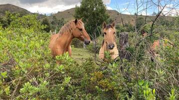 Dois cavalos em um ambiente natural, com uma paisagem montanhosa ao fundo.
