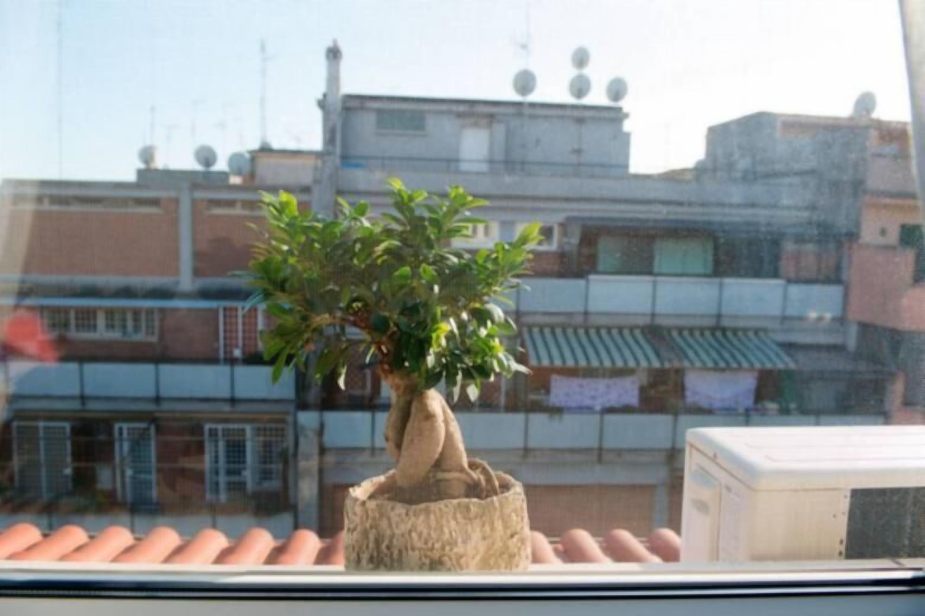 Uma planta em vaso num parapeito de janela, com vista para edifícios ao fundo.