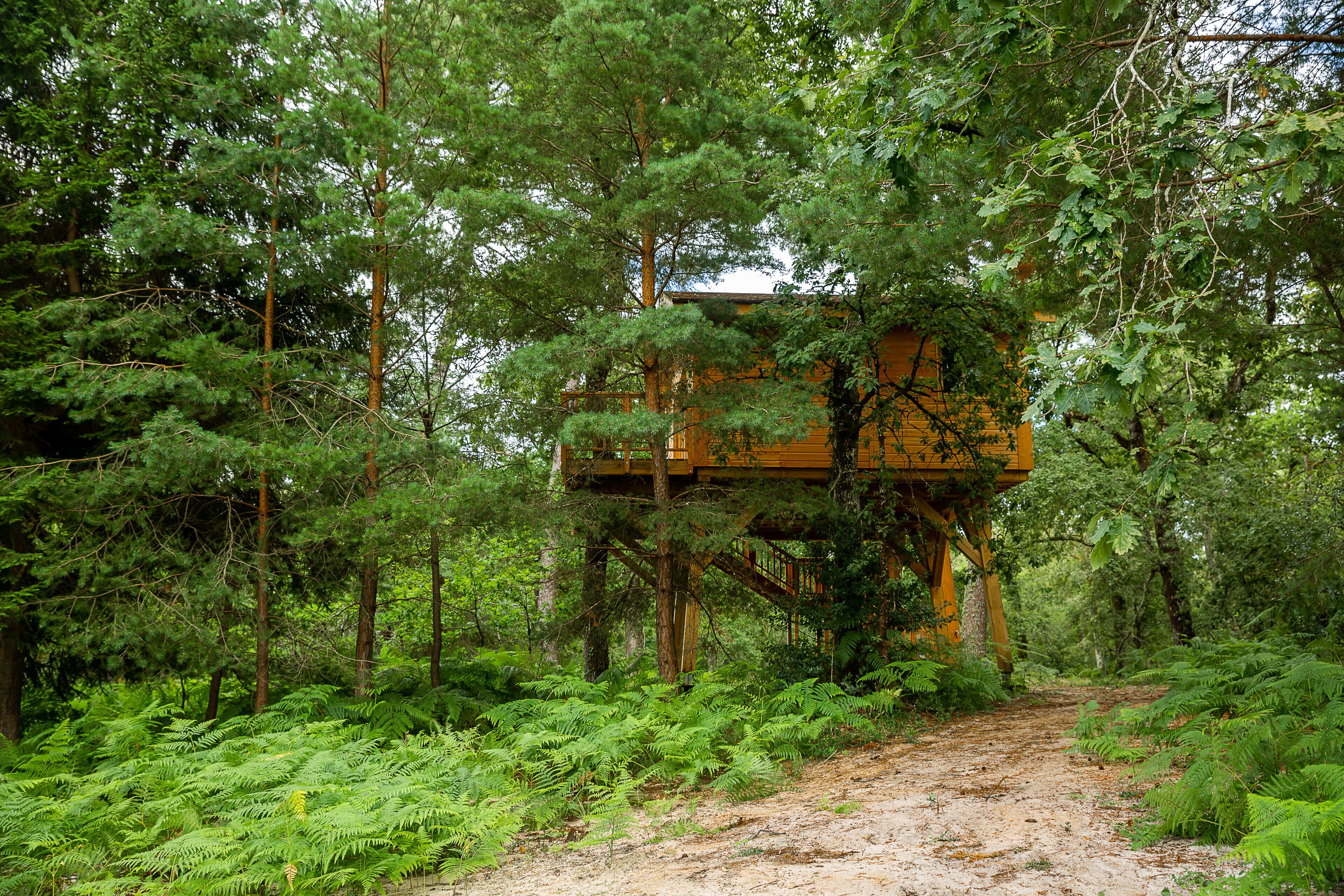 Uma casa na árvore de madeira, erguida em pilares, numa área arborizada com uma trilha de terra que a leva.