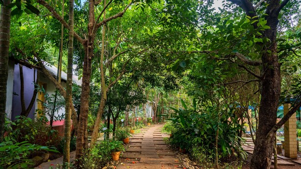 Uma trilha de pedra ladeada por árvores e plantas em vasos, conduzindo a um edifício com fachada roxa.
