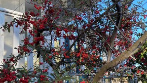 Uma árvore com frutos vermelhos em frente a um edifício com revestimento branco.