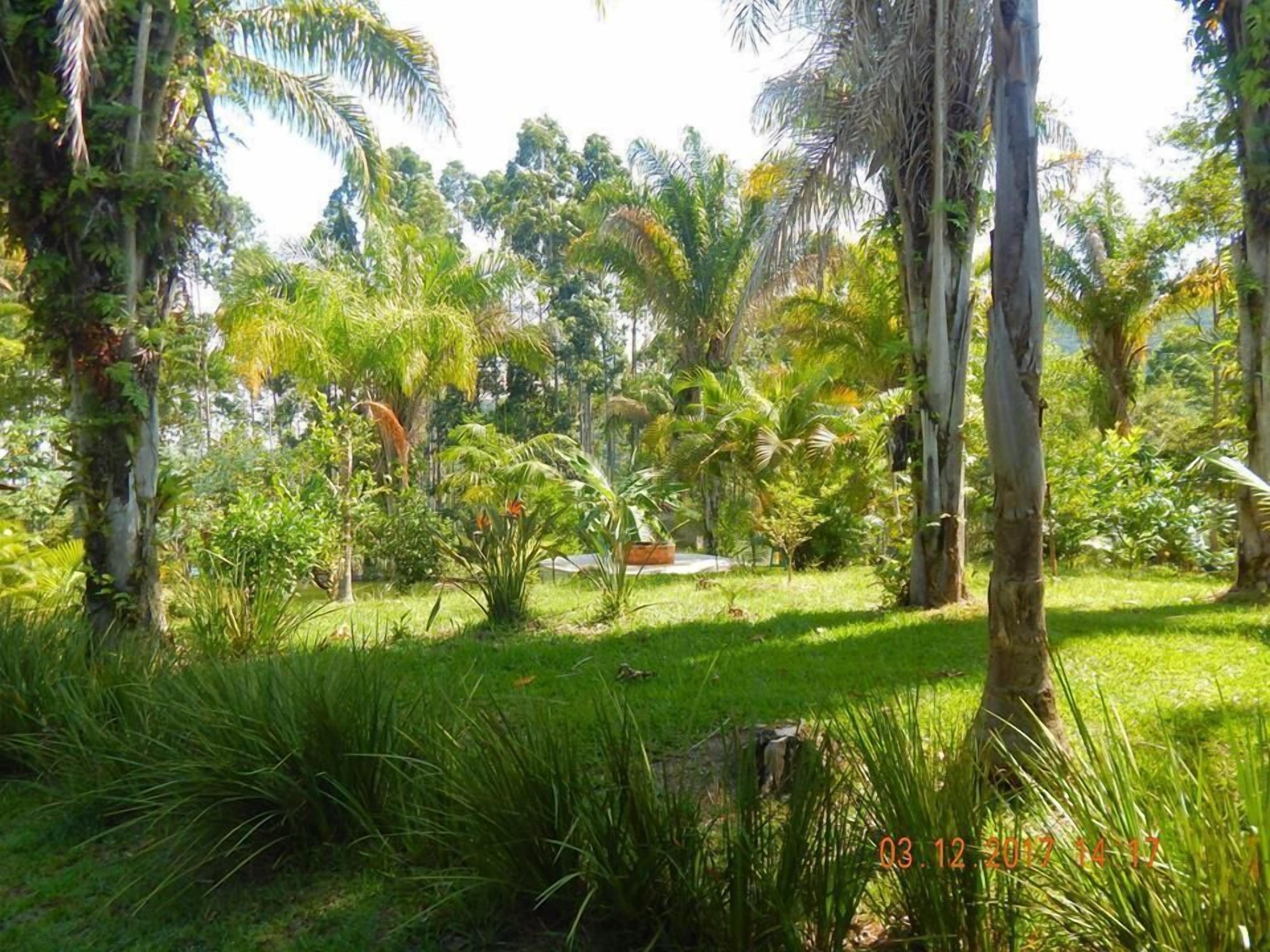 Um jardim exuberante com diversas plantas e árvores tropicais, um caminho pavimentado e um pequeno lago.