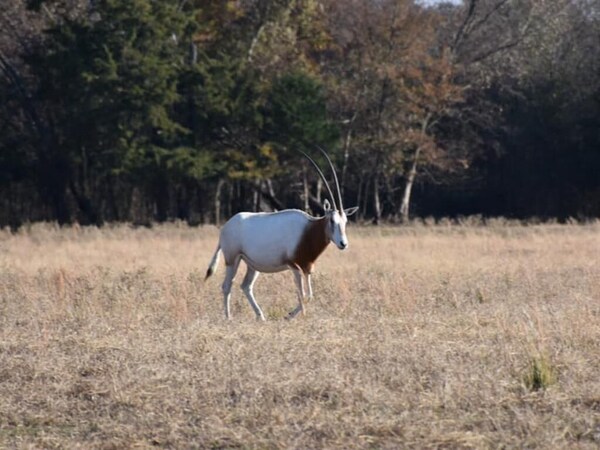 Rv Spot On *Exotic Animal Ranch* Campground. Bring Your Rv - Texas
