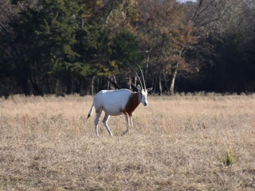 Rv Spot On *Exotic Animal Ranch* Campground. Bring Your Rv - Texas