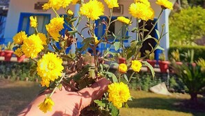 Um edifício de dois andares com janelas e varandas emolduradas por azul, rodeado por vegetação.