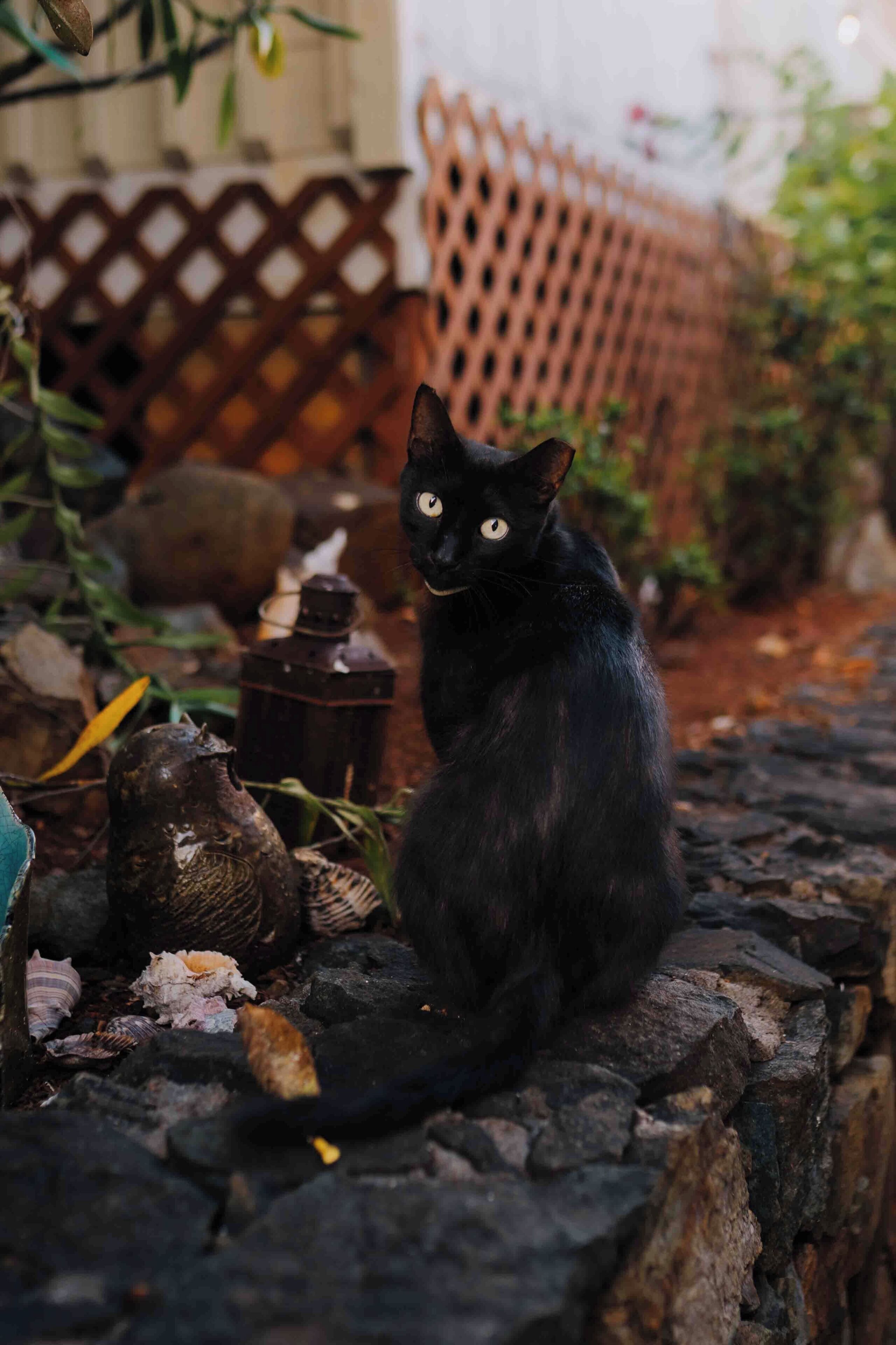 Um gato preto sentado em um caminho de pedra.