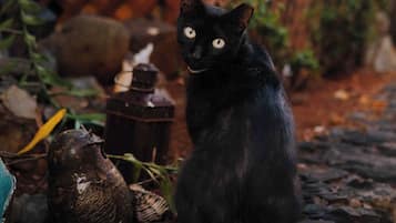 Um gato preto sentado em um caminho de pedra.