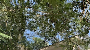 Um edifício de dois andares com varandas, rodeado por vegetação exuberante.