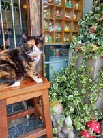 Um gato sentado em um banquinho de madeira em frente a uma estante com várias figuras e um vaso de plantas com folhas variegadas.