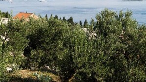 Paisagem costeira com vegetação densa e uma vista distante do mar.