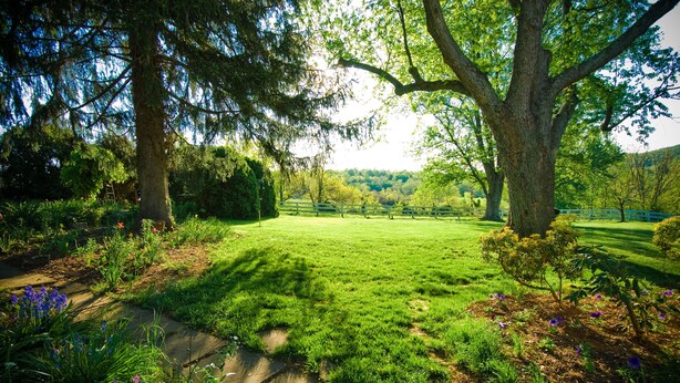 Um jardim exuberante com diversas plantas e árvores, um pequeno riacho e uma cerca de madeira ao fundo.
