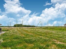 Um campo de flores brancas sob um céu claro.