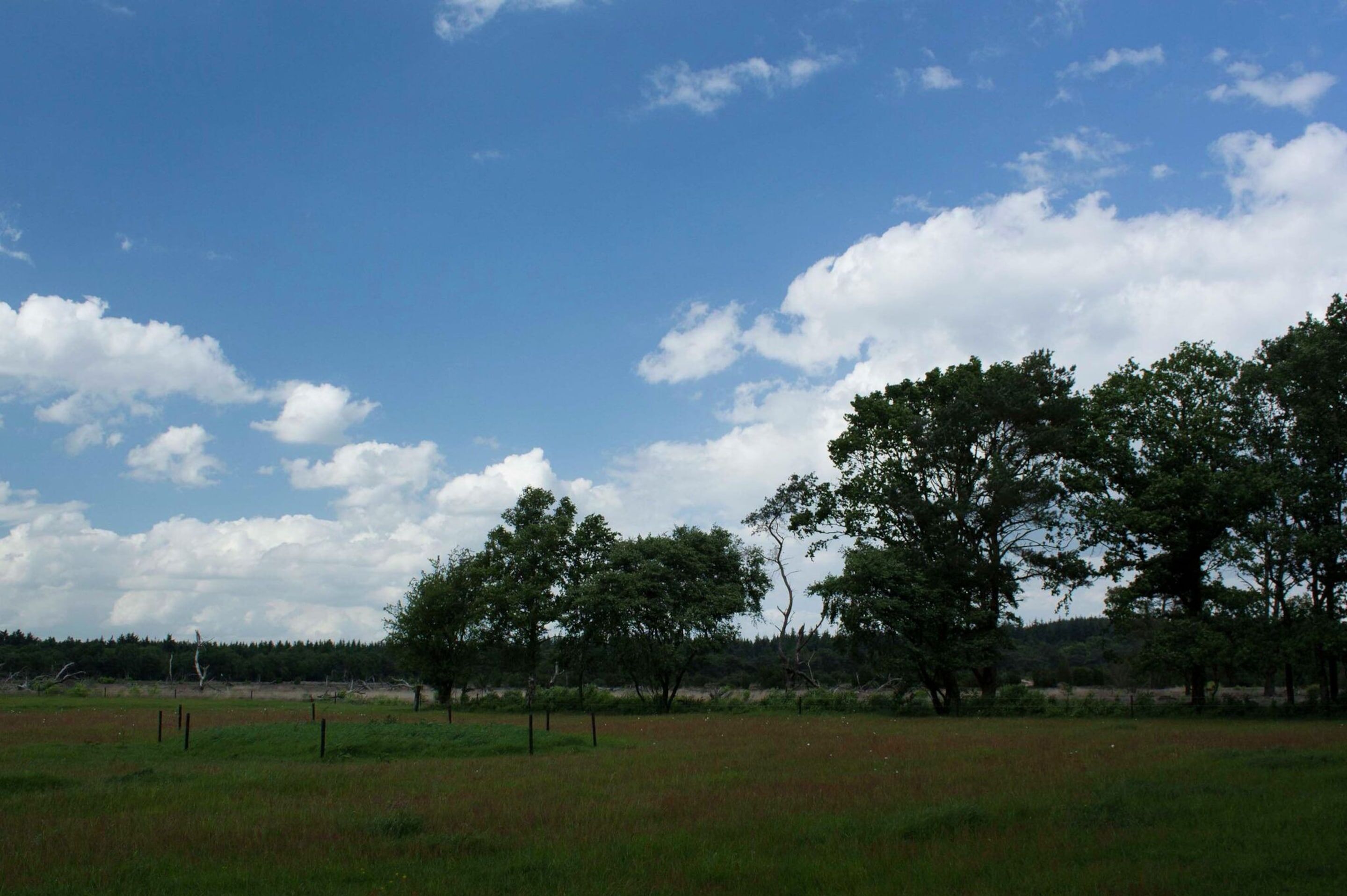 Um campo com árvores e céu limpo.