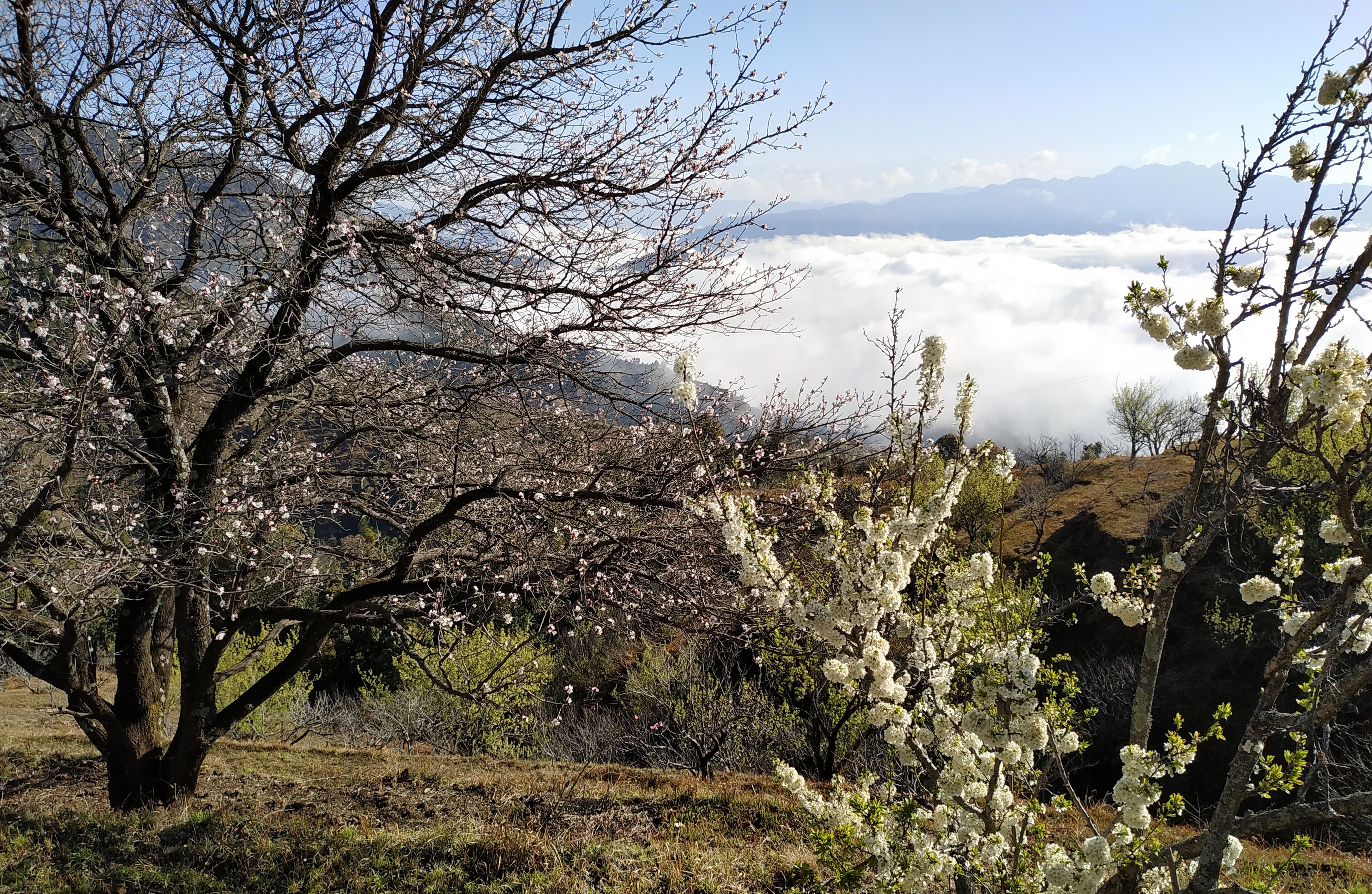Paisagem com árvores e uma cordilheira ao fundo.