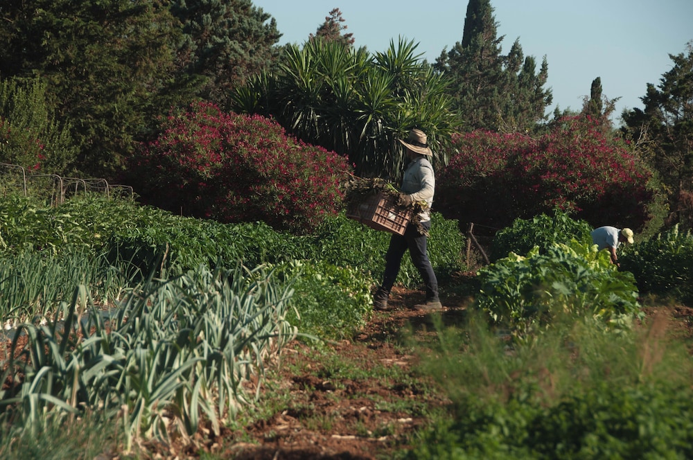 Finca Es Mayolet - Manacor