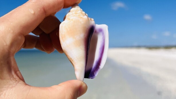 Mão segurando uma concha com interior roxo, ao fundo uma praia.
