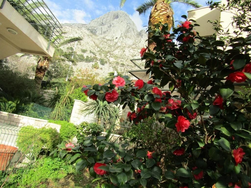 Um jardim com flores vermelhas e uma montanha ao fundo.