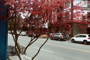 Vista da rua com carros estacionados, uma árvore com folhas avermelhadas e um edifício ao fundo.