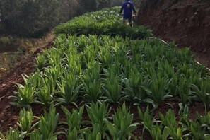 Área da propriedade