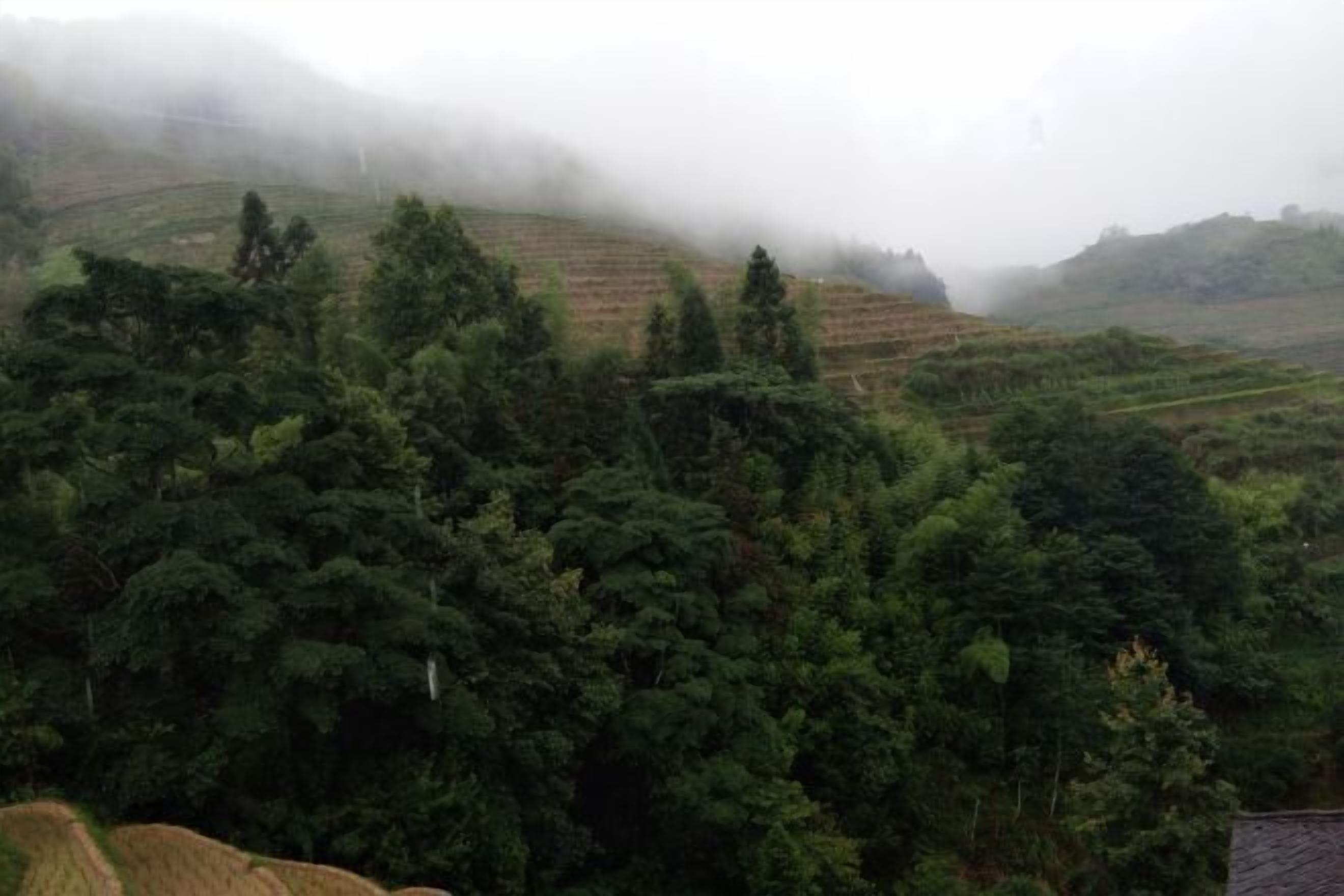 Campos em socalcos, floresta densa e atmosfera nevoenta.