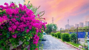 Rua com flores de bougainvillea, um carro estacionado e o horizonte da cidade ao fundo.