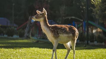 Um veado em pé na grama em um parque, com árvores e equipamentos de playground ao fundo.