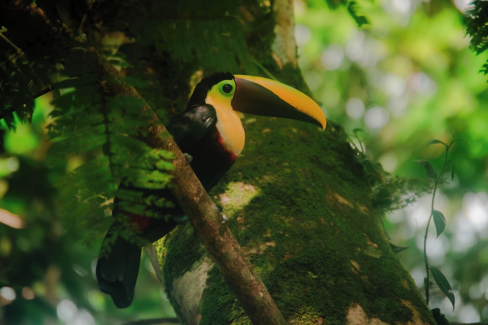 Arenal Descanso - La Fortuna