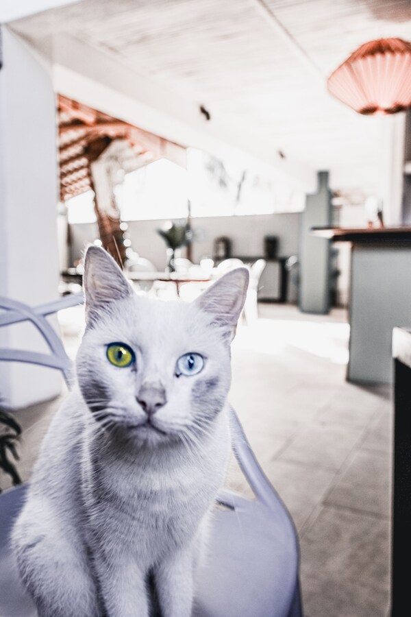 Sous Le Badamier - Maurice