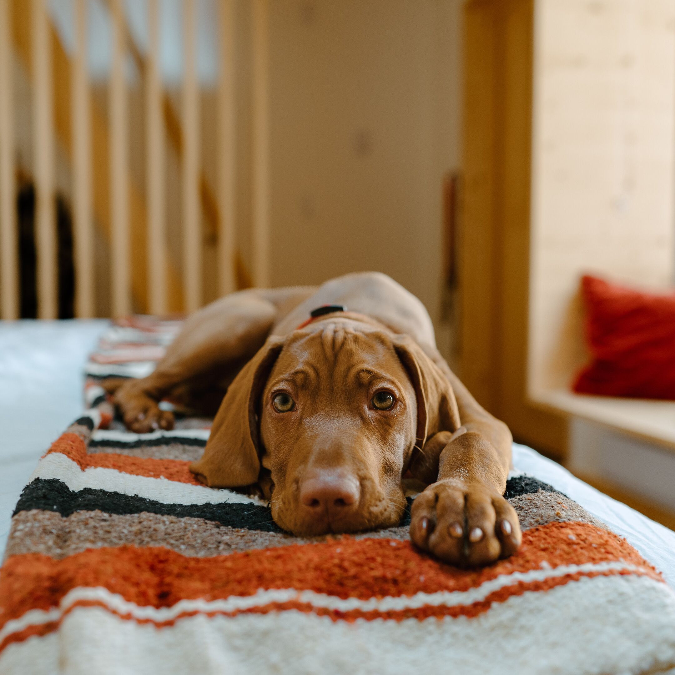 Um cão deitado sobre um cobertor listrado em um quarto com um berço de madeira ao fundo.
