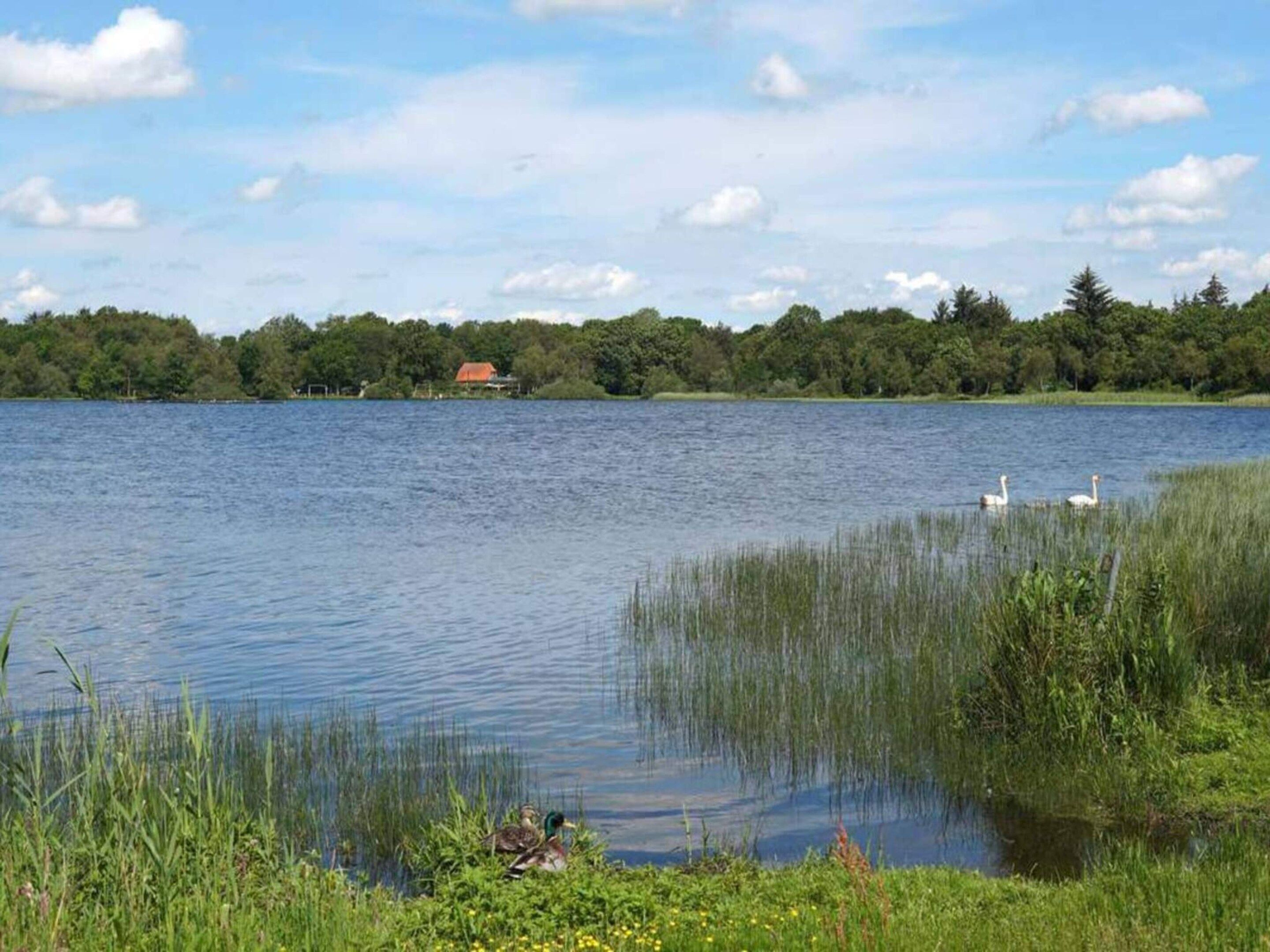 Um lago com cisnes, patos e juncos.