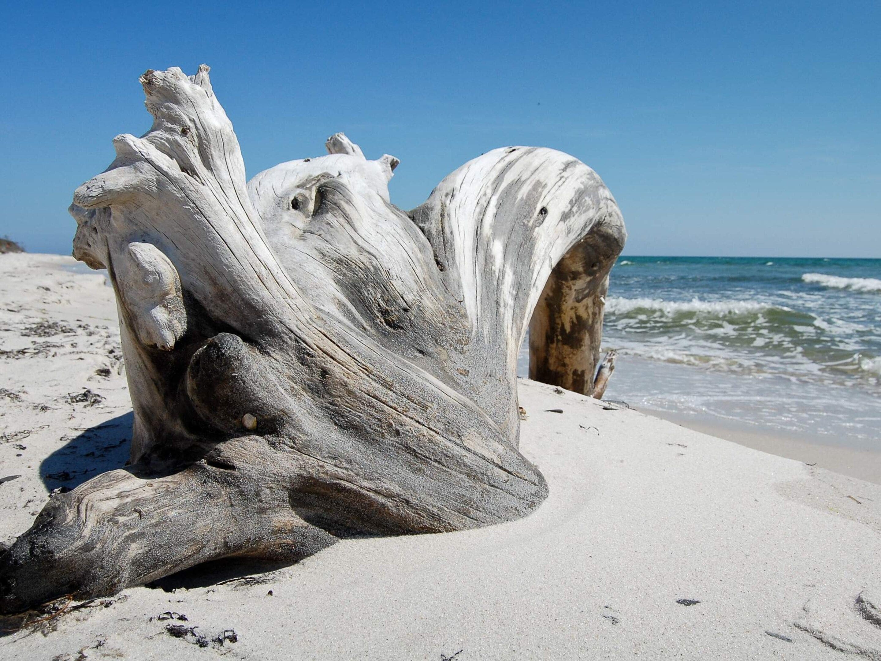 Uma grande escultura de madeira à deriva numa praia arenosa, com o oceano ao fundo.