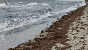 Uma praia com ondas fortes e algas na costa.