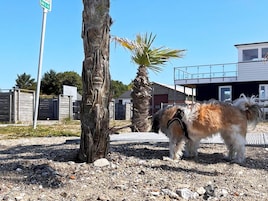 Um cão parado em superfície de cascalho, com uma palmeira e um edifício ao fundo.