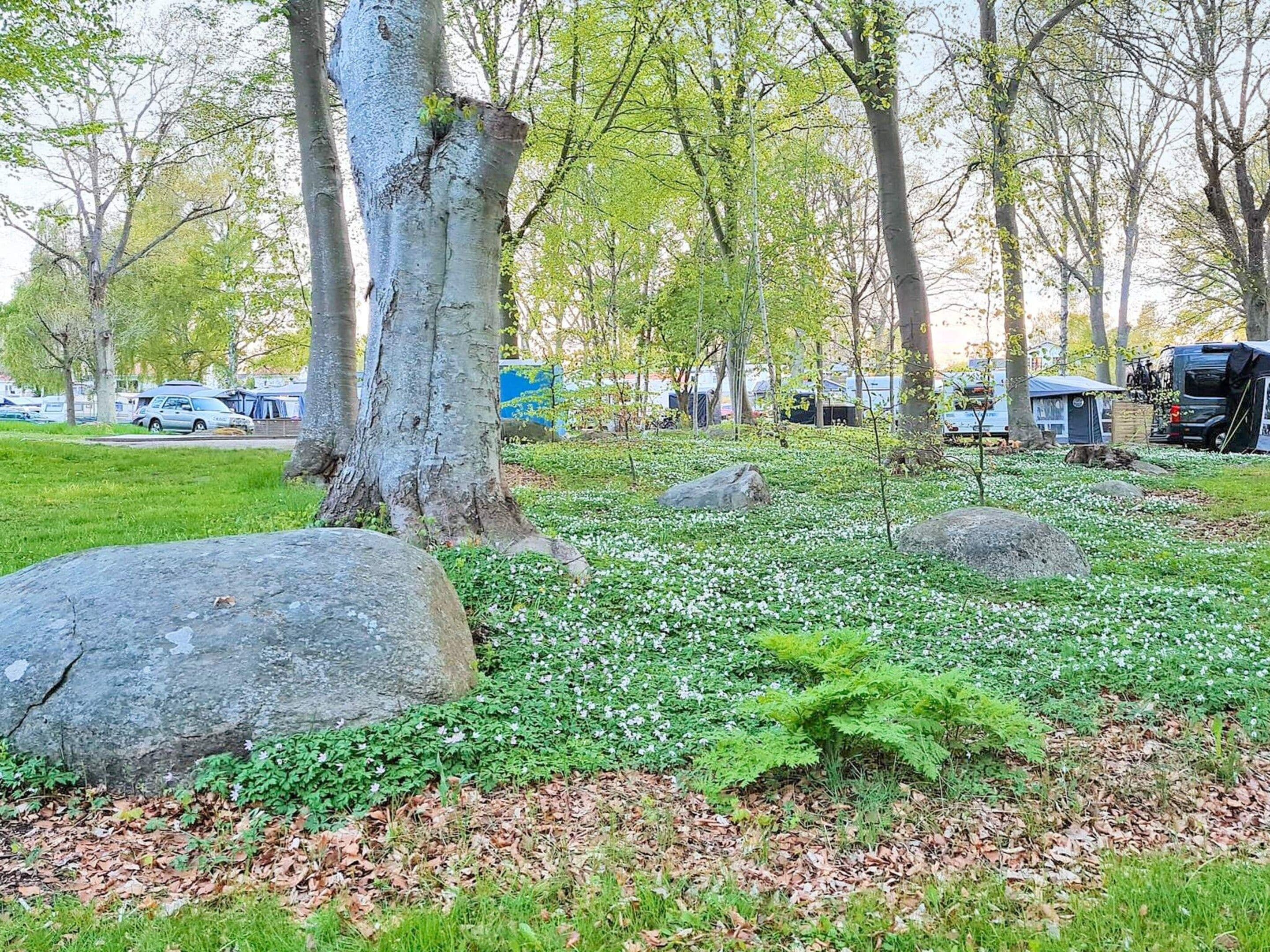Um parque com árvores, pedras e uma área gramada.