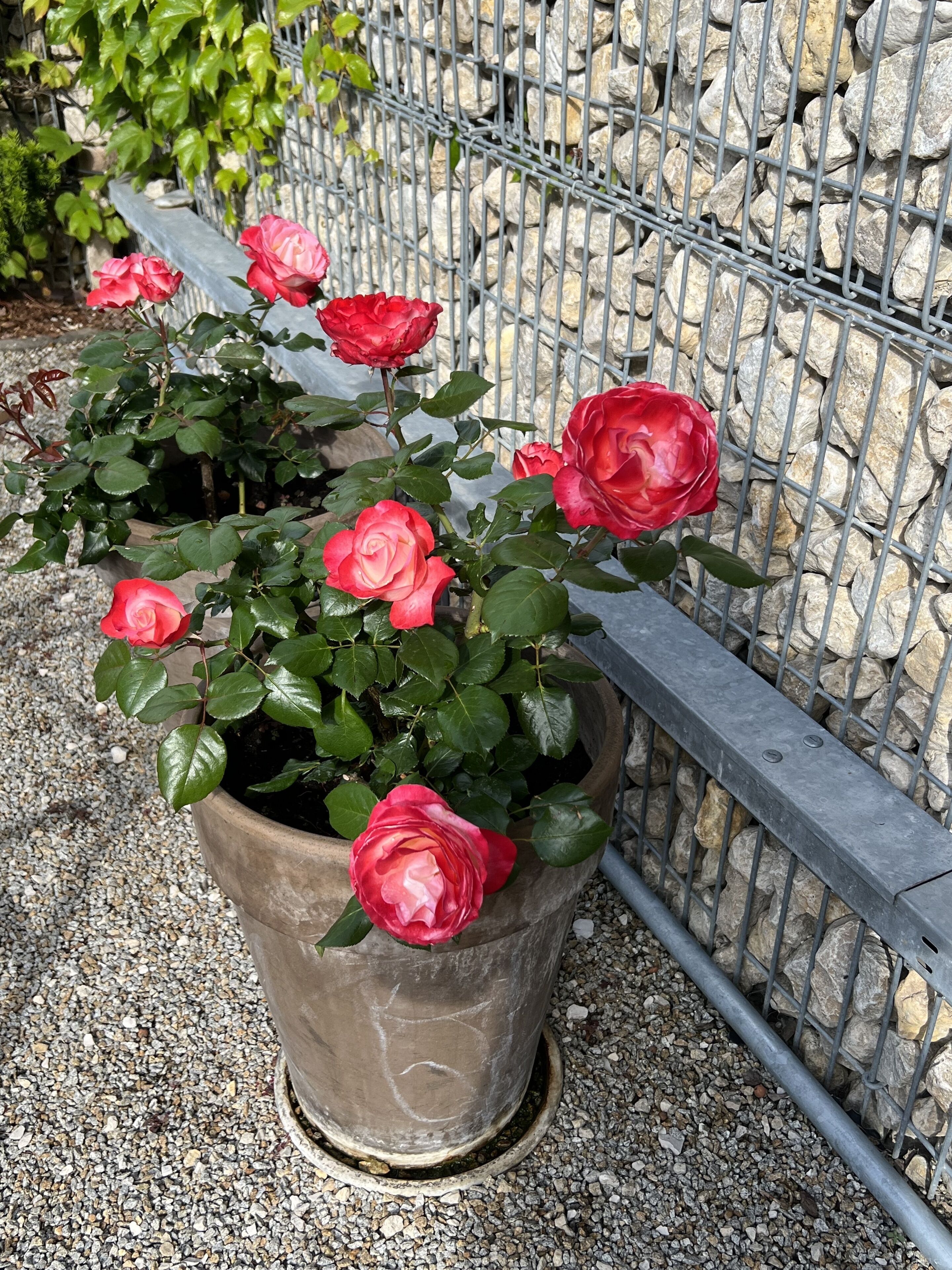 Uma roseira em vaso com várias flores, colocada sobre um leito de cascalho ao lado de uma cerca de metal.