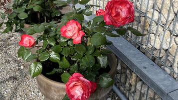 Uma roseira em vaso com várias flores, colocada sobre um leito de cascalho ao lado de uma cerca de metal.