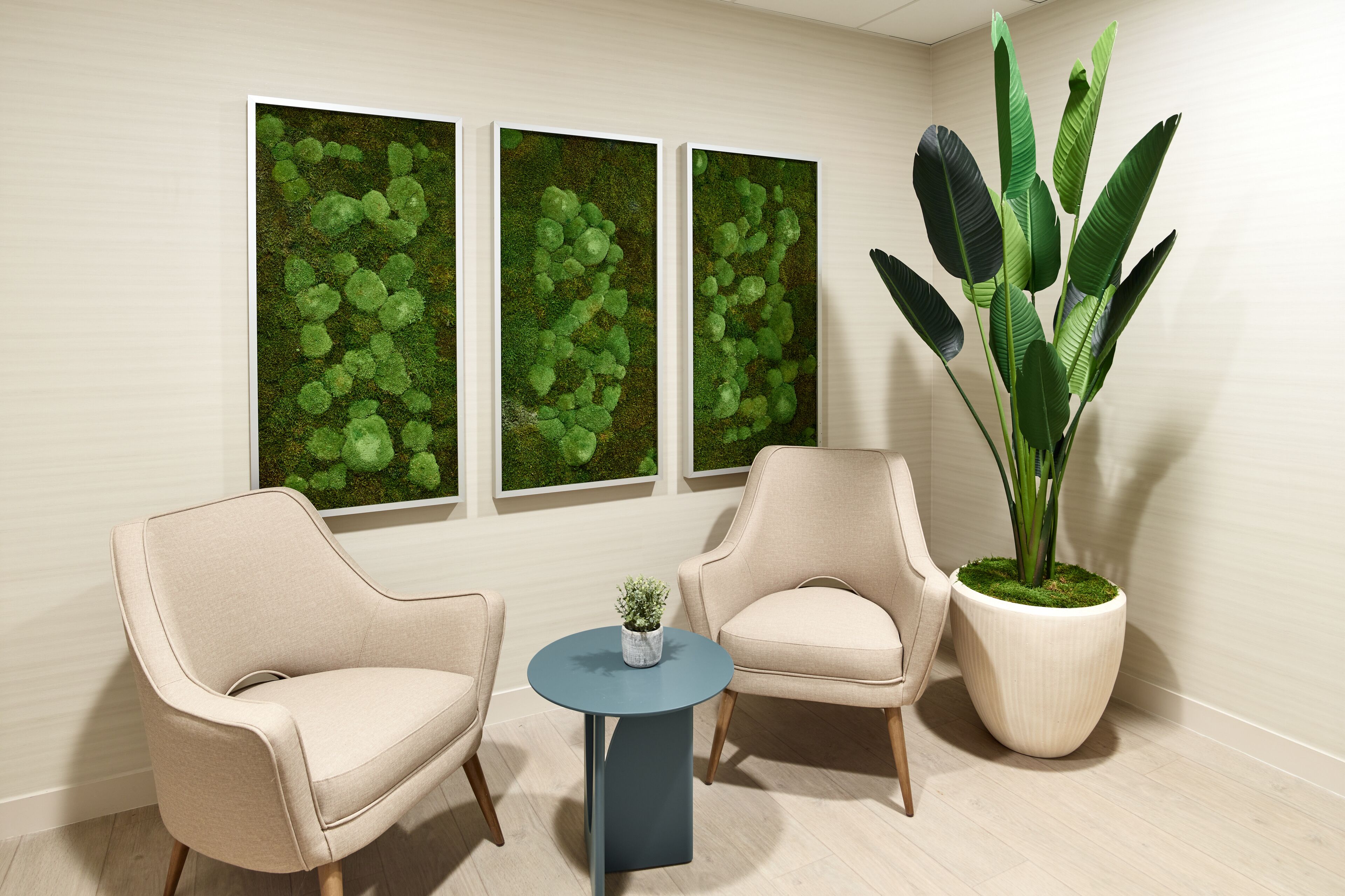 Um quarto com duas poltronas bege, uma pequena mesa redonda com tampo azul e uma grande planta em vaso de folhas largas.
