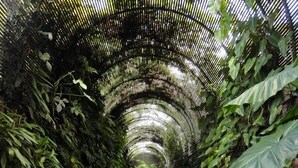 Uma estrutura em forma de túnel com um caminho ladeado por vegetação exuberante e folhas grandes.