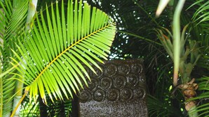 Escultura de rosto de pedra em meio a folhagem tropical exuberante.