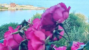 Vista costeira com uma flor rosa ao primeiro plano e uma linha de costa distante com edifícios.