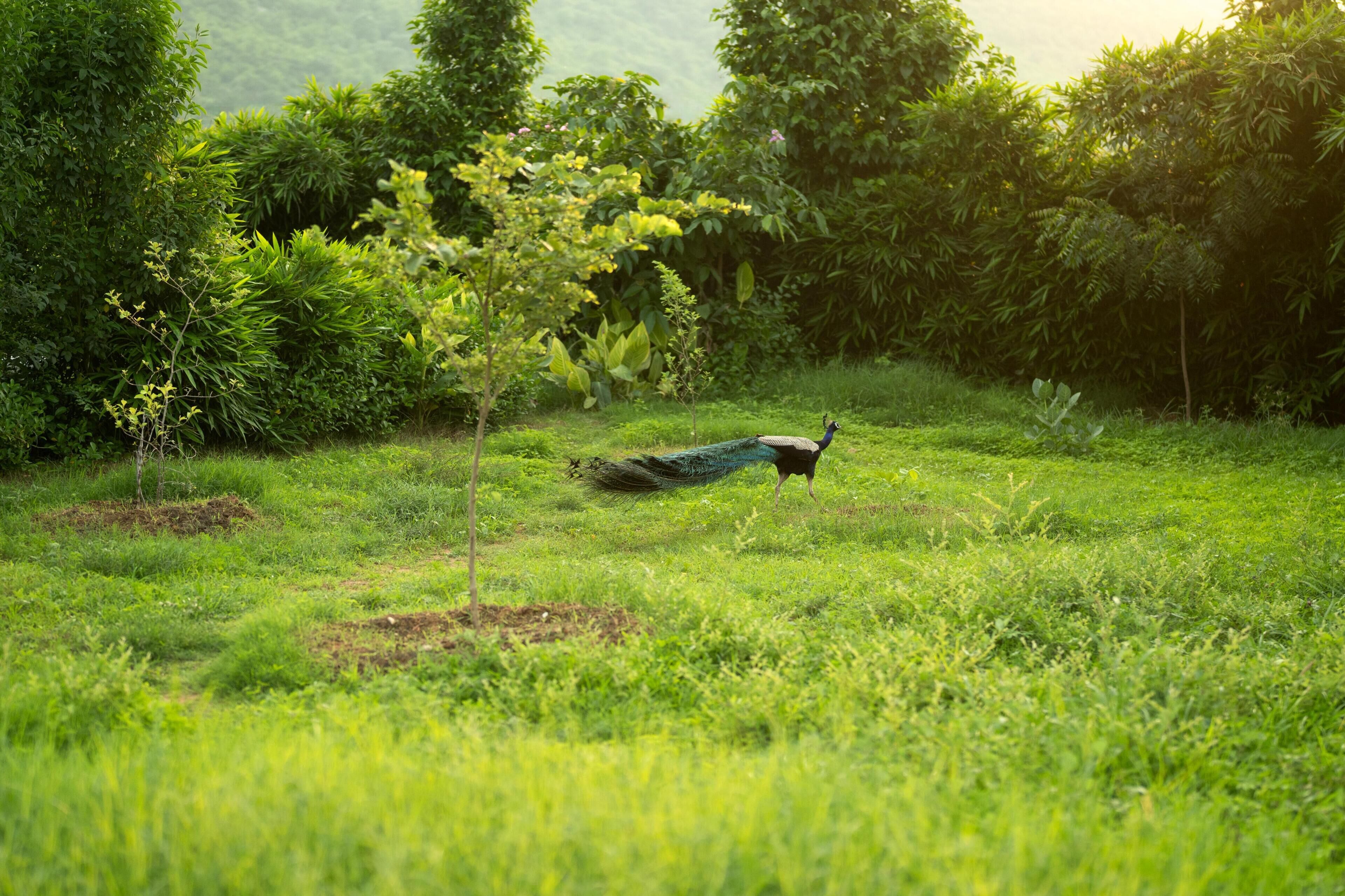Um pavão em um campo verdejante, com folhagem densa ao fundo.